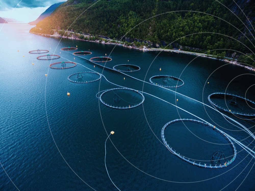 Case study | Remora Robotics