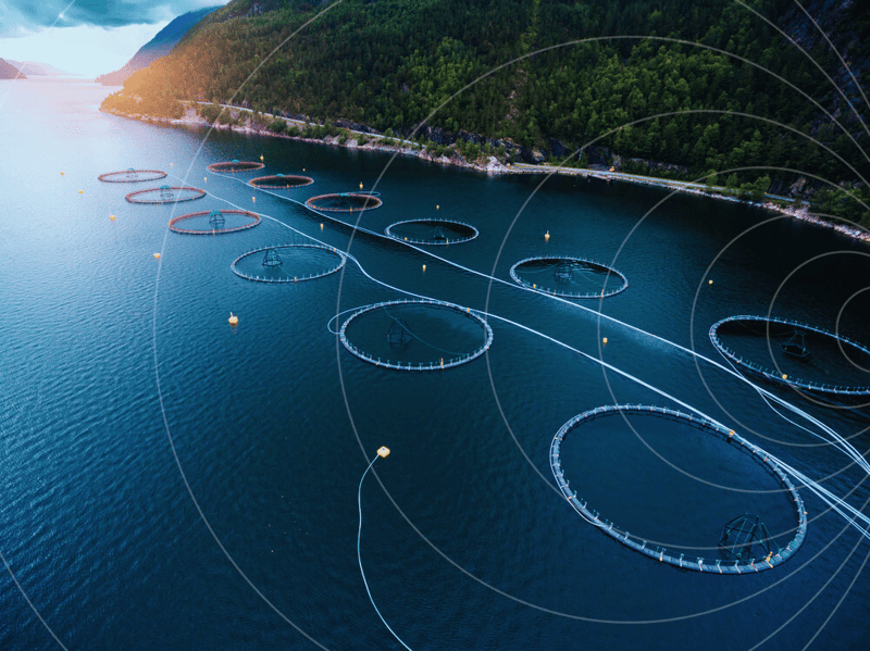 Case study | Remora Robotics